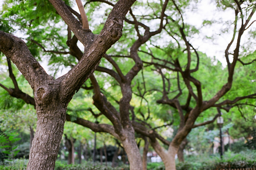 trees – soanblog創庵